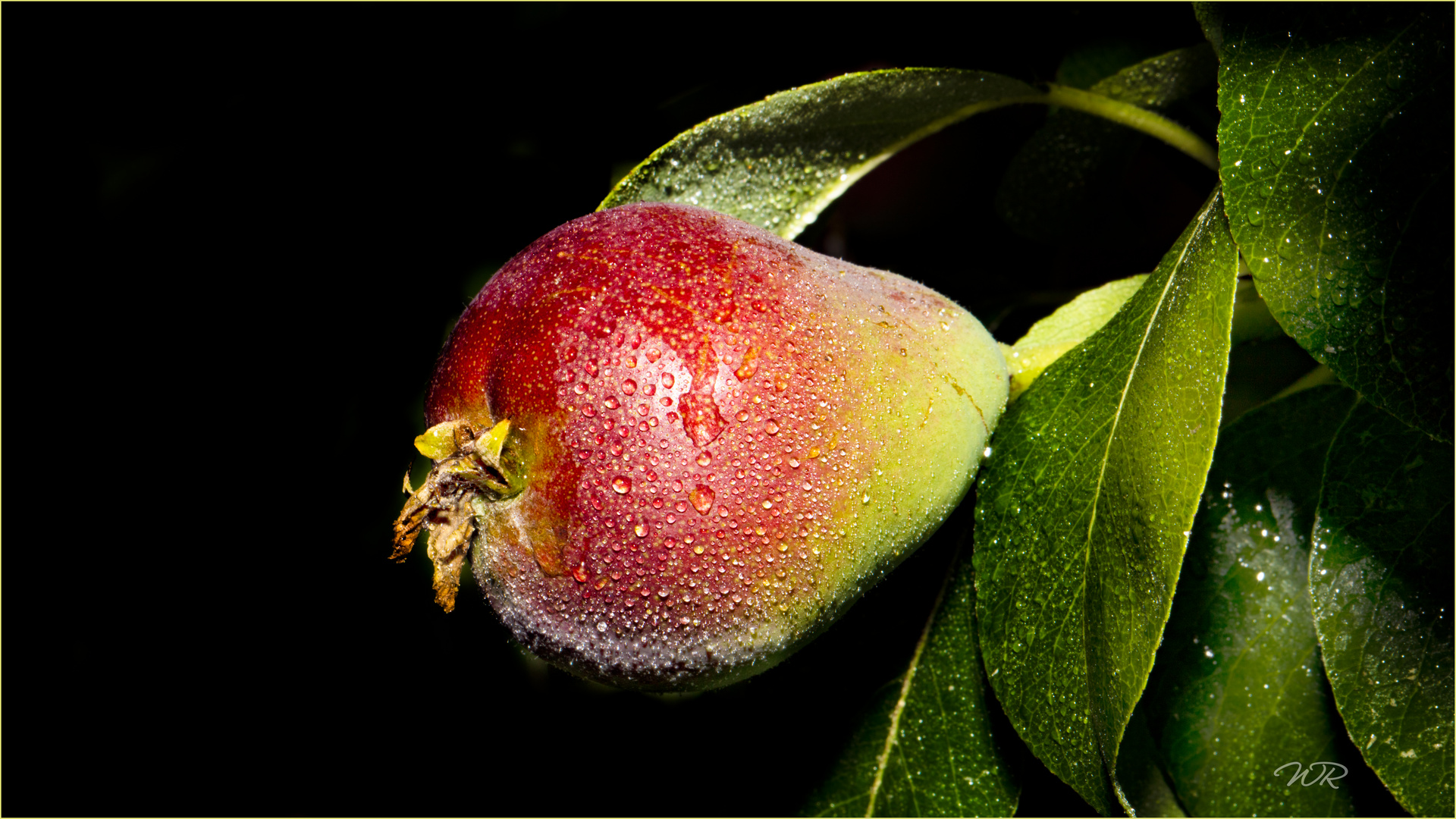 Birne Foto & Bild | birne, früchte, 2018 Bilder auf fotocommunity