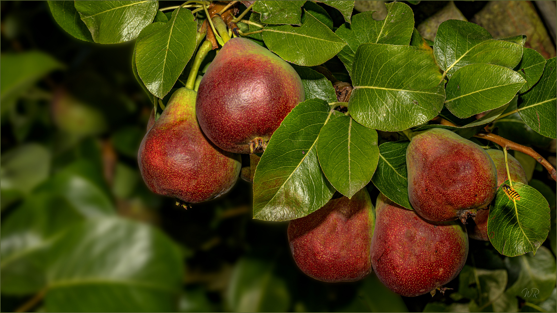Birnen Foto & Bild | natur, obst, früchte Bilder auf fotocommunity