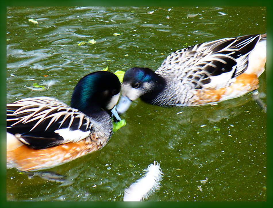 Bis die Federn fliegen Foto & Bild | tiere, zoo, wildpark & falknerei ...