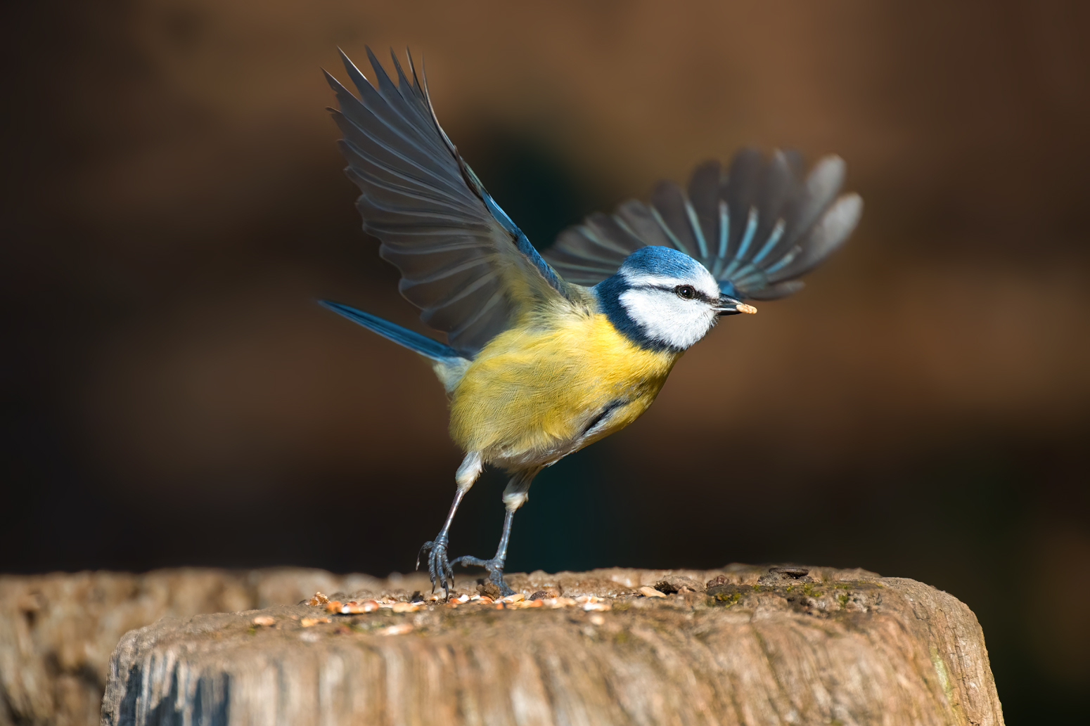 Bis gleich... Foto & Bild | tiere, wildlife, wild lebende vögel Bilder ...