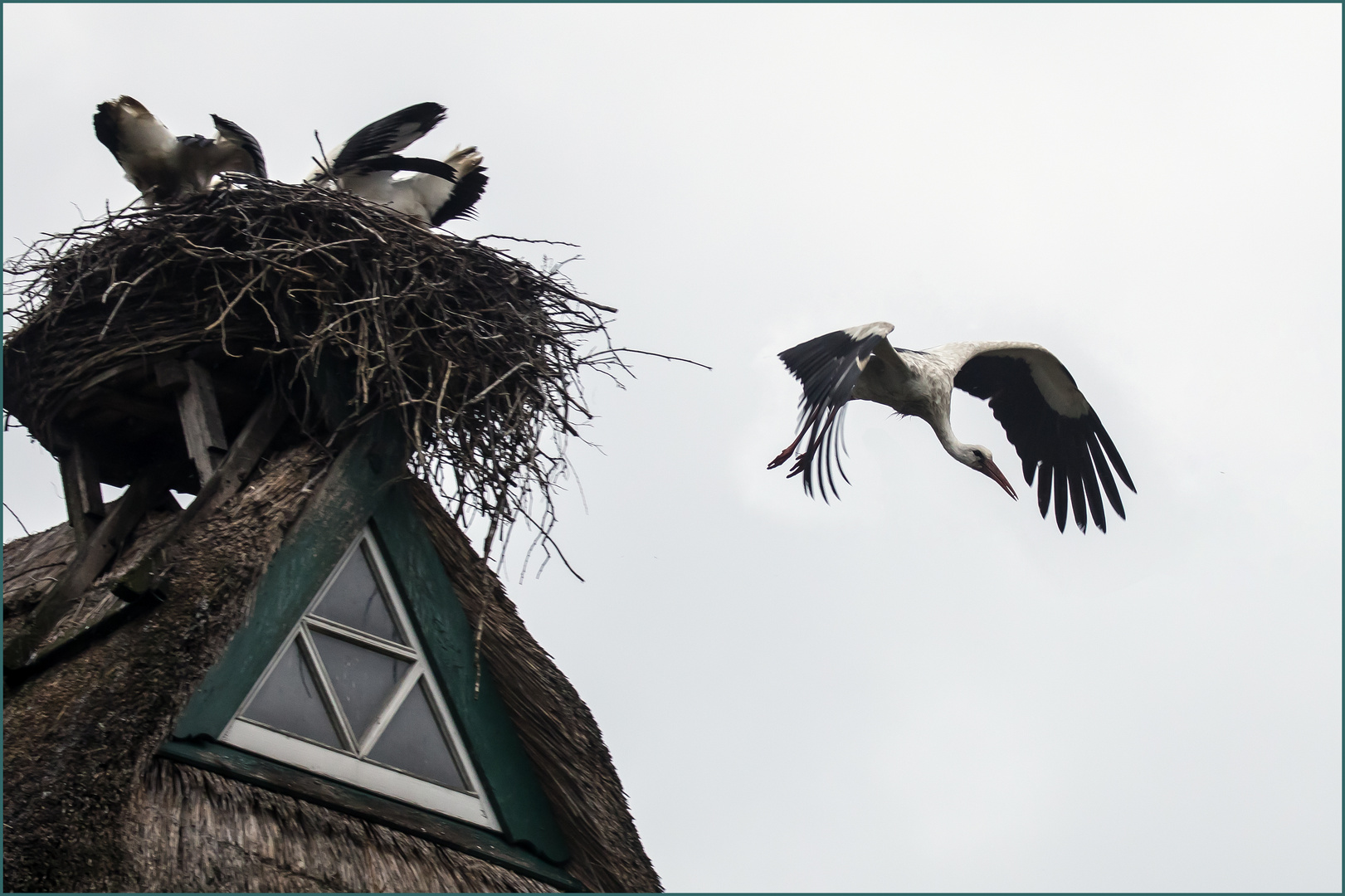 bis gleich Kinder !! Foto & Bild | tiere, wildlife, wild lebende vögel ...