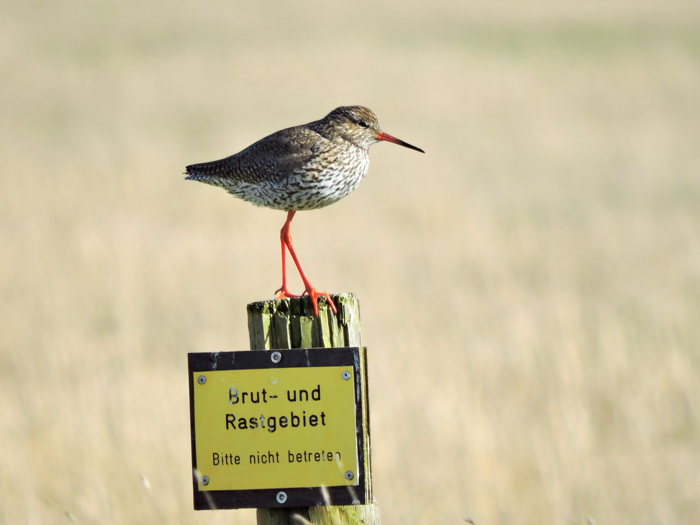 Bis hier her Foto & Bild | natur, tiere, vögel Bilder auf fotocommunity