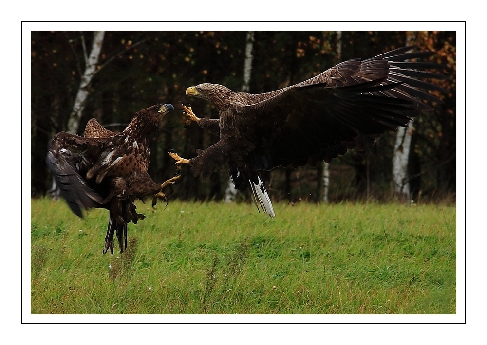 " Bis hier hin ...." Foto & Bild | tiere, wildlife, wild lebende vögel ...