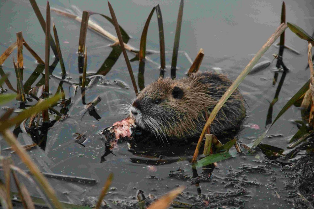 Bisam Ratte Foto & Bild | tiere, natur Bilder auf fotocommunity