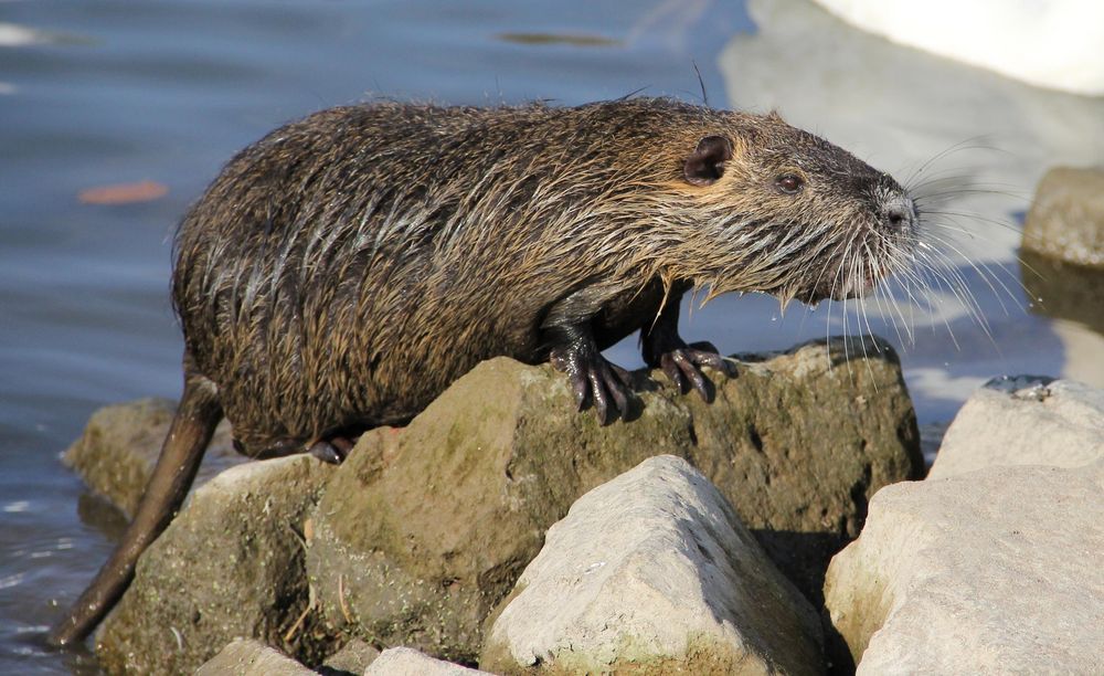Bisamratte, Nutria, Biberratte, Wasserratte Foto & Bild | tiere ...