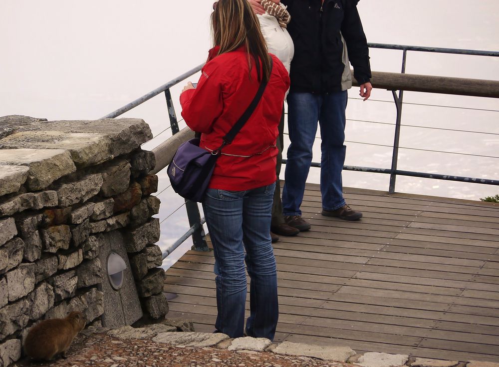 "Bischt du der Mikolausch ?" Foto & Bild | tiere, wildlife, säugetiere ...