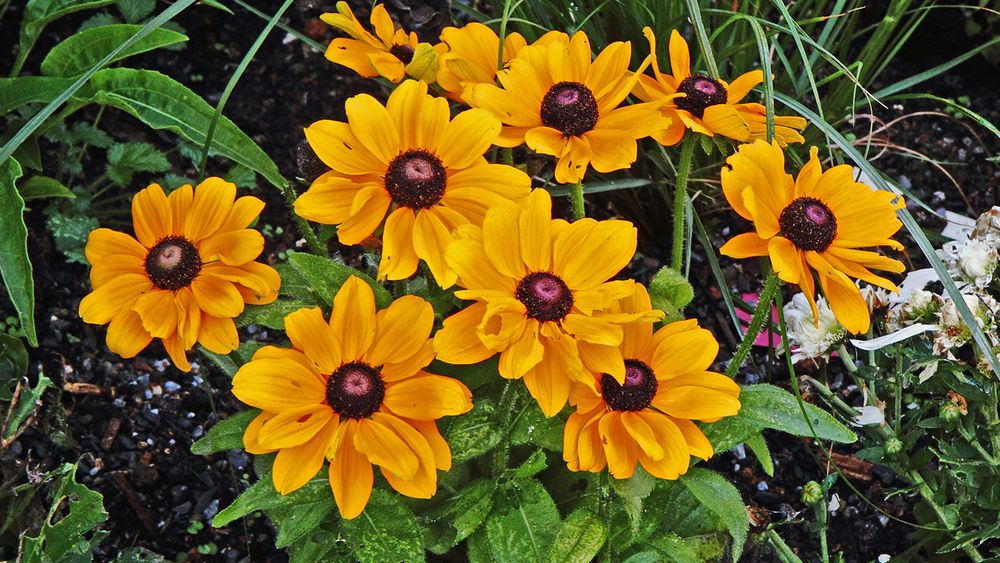 Bisher war das für mich Doronicum im Garten... Foto & Bild | doronicum ...