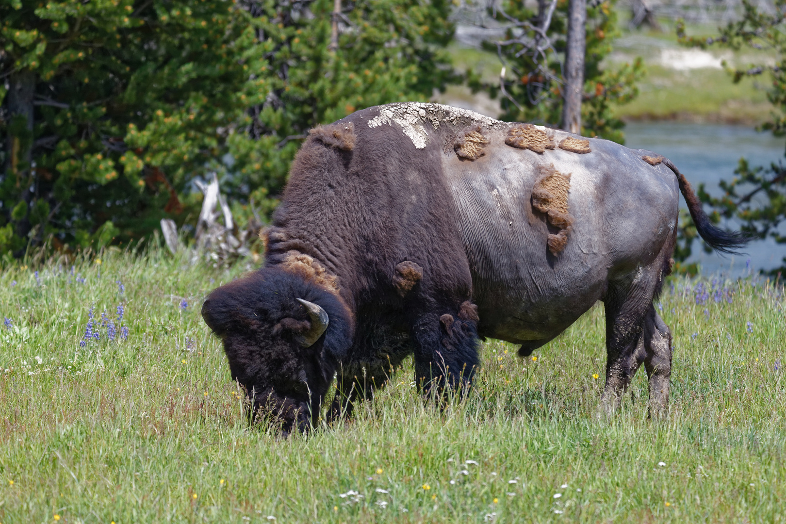 Bison Foto & Bild | north america, united states, national parks Bilder ...