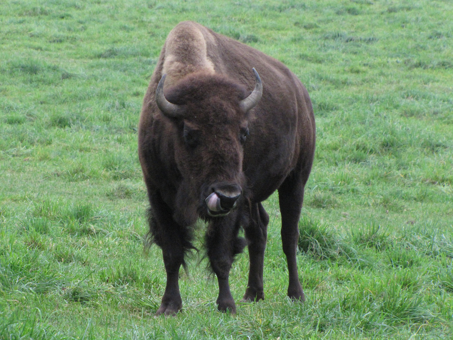 Bison Foto & Bild | tiere, wildlife, wildlife: sonstige tiere Bilder ...
