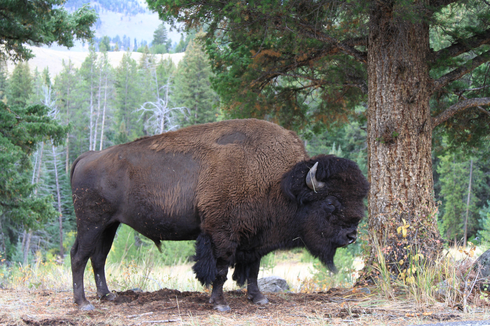 Bison Foto & Bild | tiere, wildlife, wildlife: sonstige tiere Bilder ...