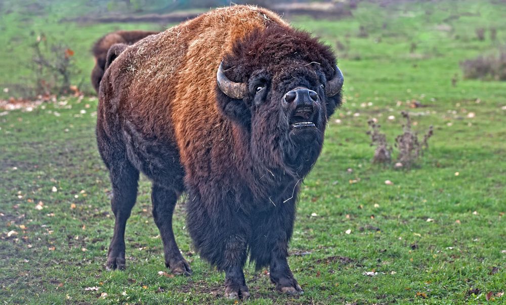 Bison Bulle Foto & Bild | tiere, zoo, wildpark & falknerei, säugetiere ...