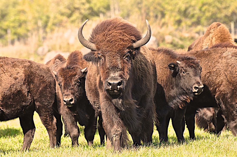 Bisons in Manitoba Foto & Bild | natur, canada, bison Bilder auf ...