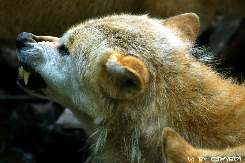 Bissig Foto & Bild | tiere, zoo, wildpark & falknerei, säugetiere ...