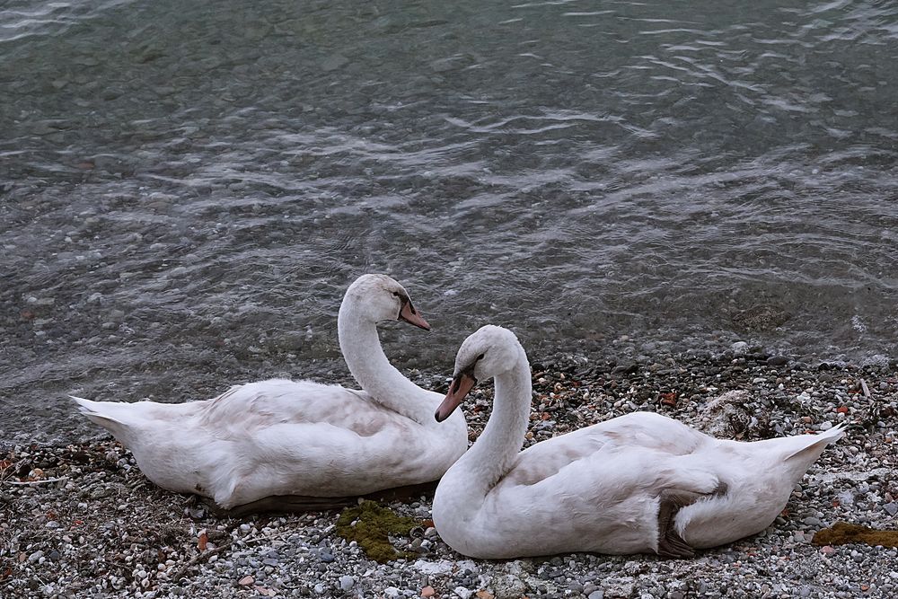 bist Du auch gespannt, was das neue Jahr so bringt Foto & Bild | tiere ...