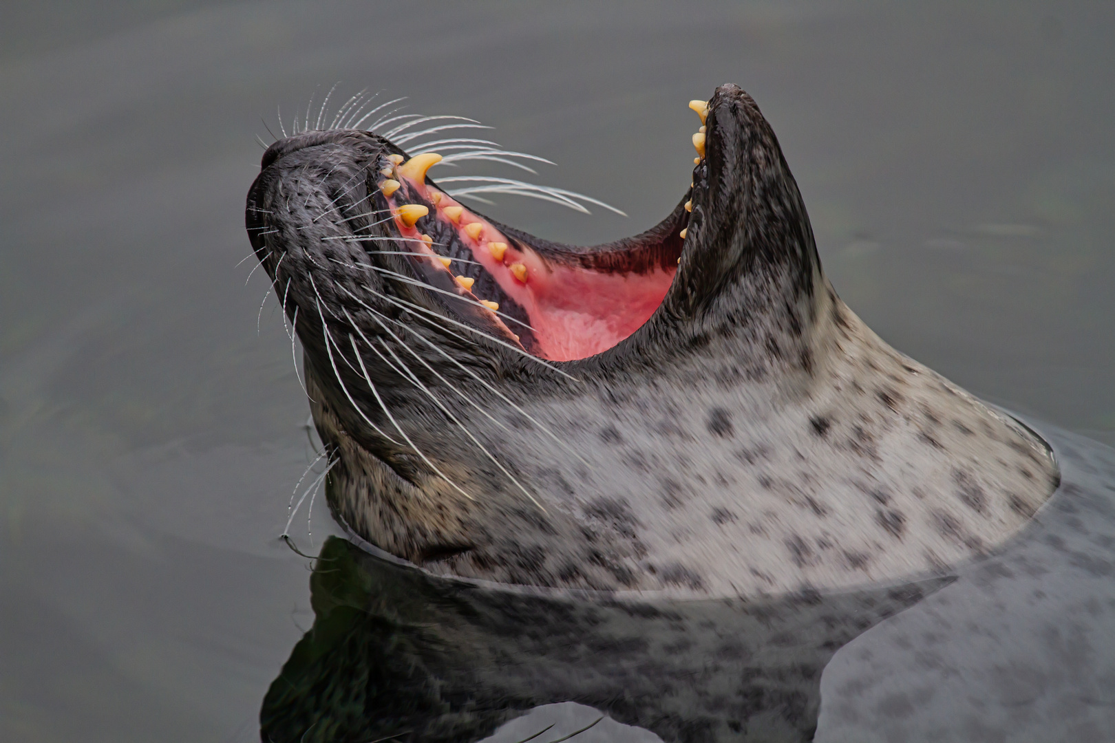 Bitte mal AHH sagen Foto & Bild | tiere, zoo, wildpark & falknerei ...