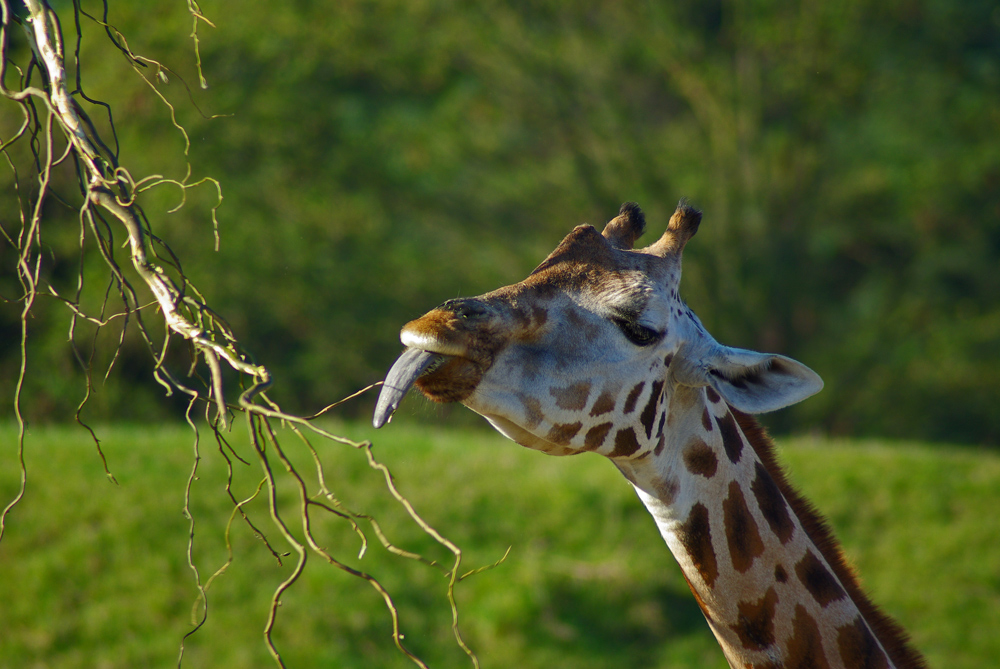Bitte mal die Zunge raus Foto & Bild | tiere, zoo, wildpark & falknerei ...