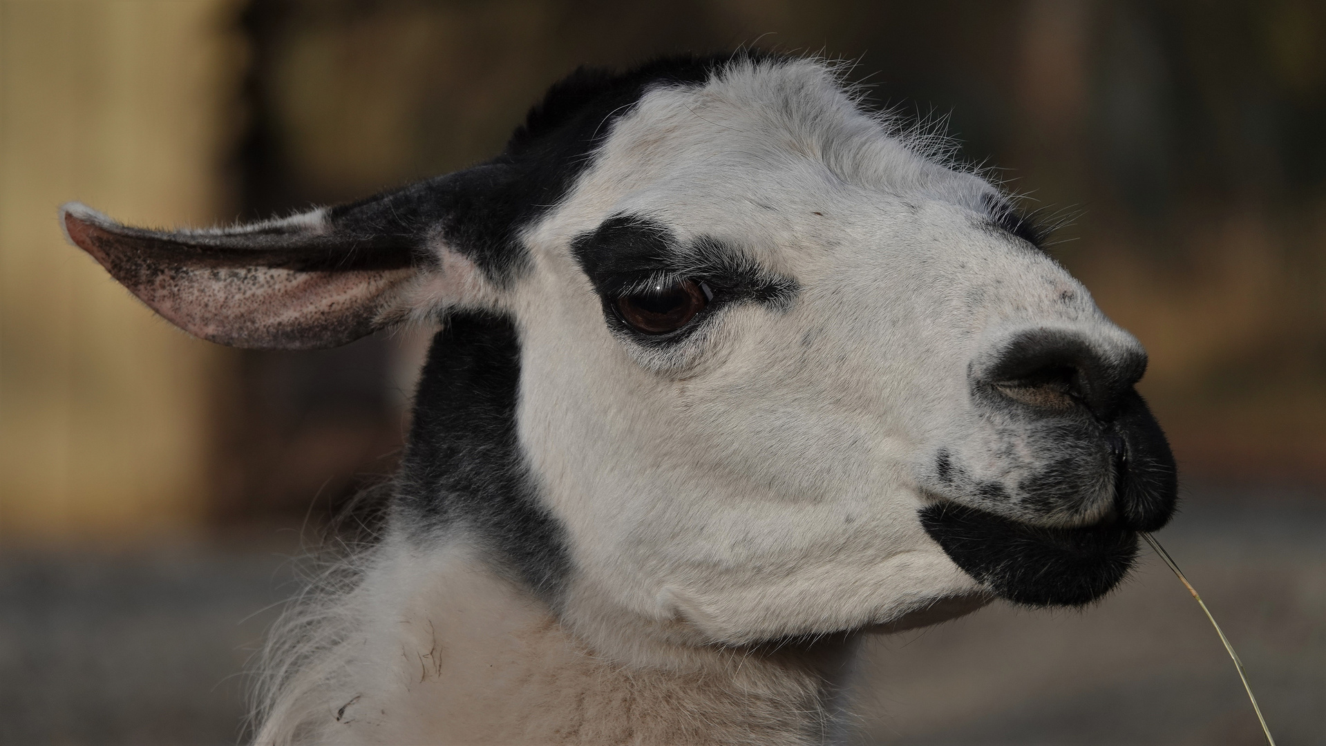 *Bitte nicht spucken!* Lama Portrait Foto & Bild | tiere, zoo, wildpark ...