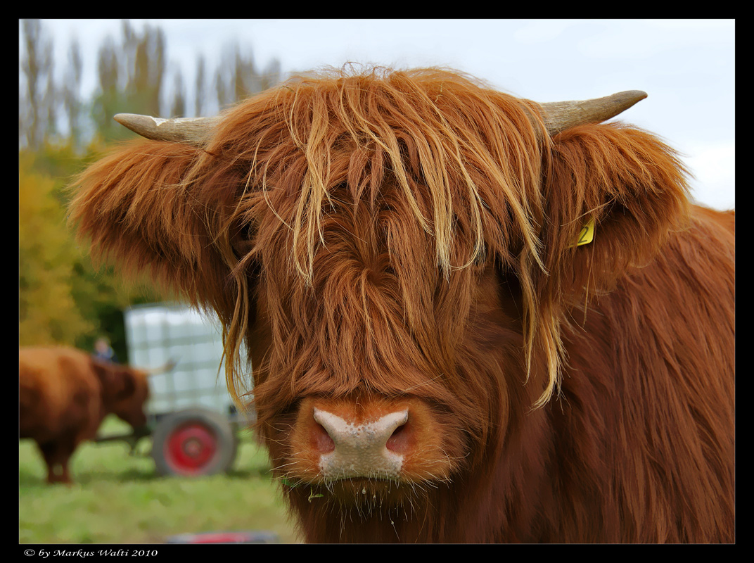Bitte nur die Fransen schneiden... Foto & Bild | tiere, haustiere ...