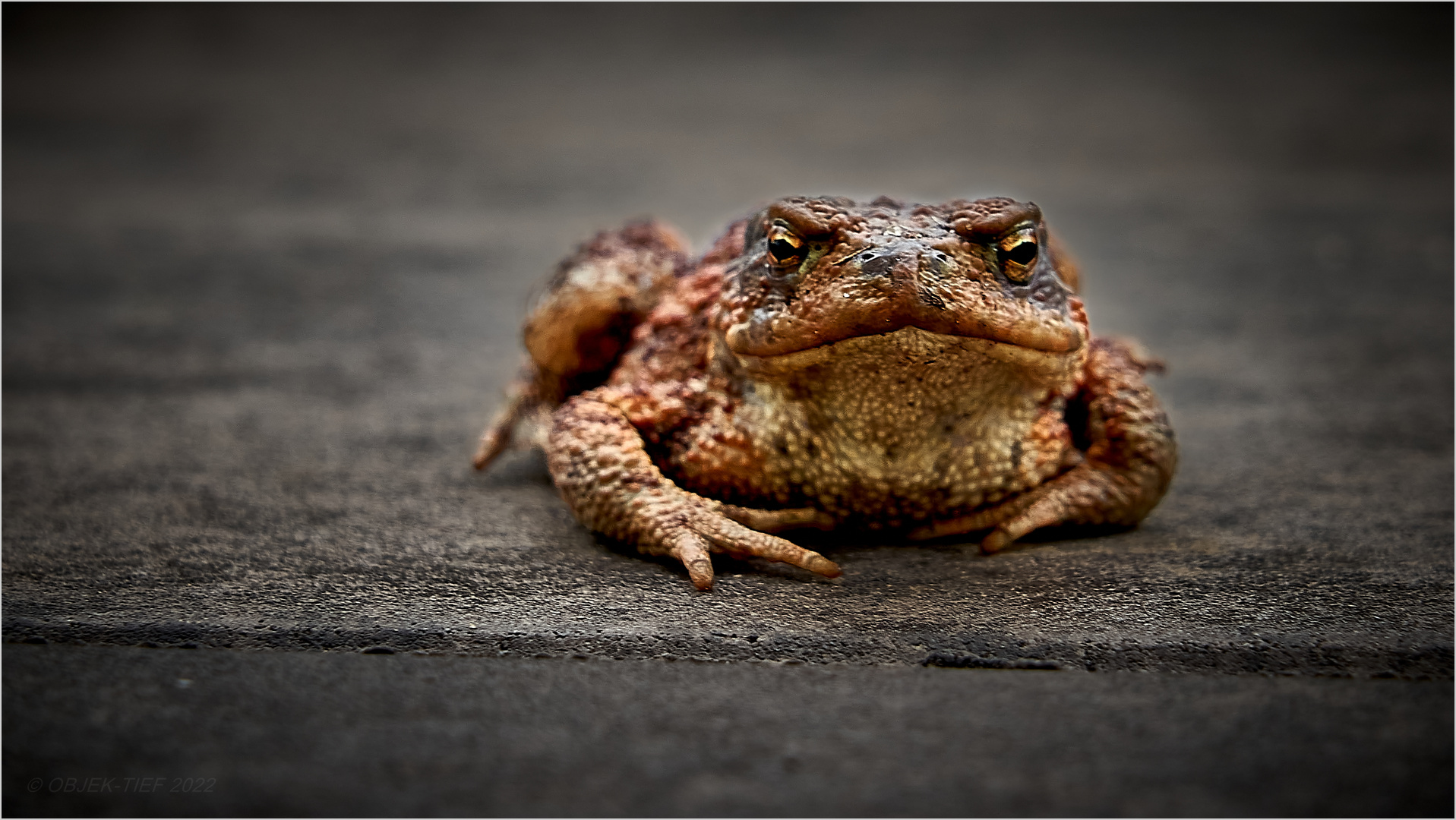 BITTE WO GEHT'S DENN HIER . . . . Foto & Bild | tiere, wildlife ... BITTE WO GEHT'S DENN HIER . . . . Foto & Bild | tiere, wildlife ...