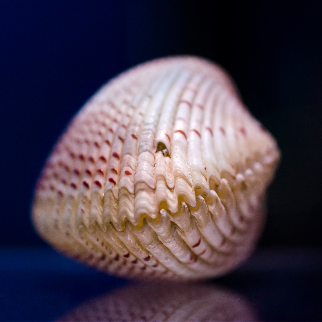 Bivalvia I Foto & Bild | tiere, tier; muschel; blau; rosa; violett ...