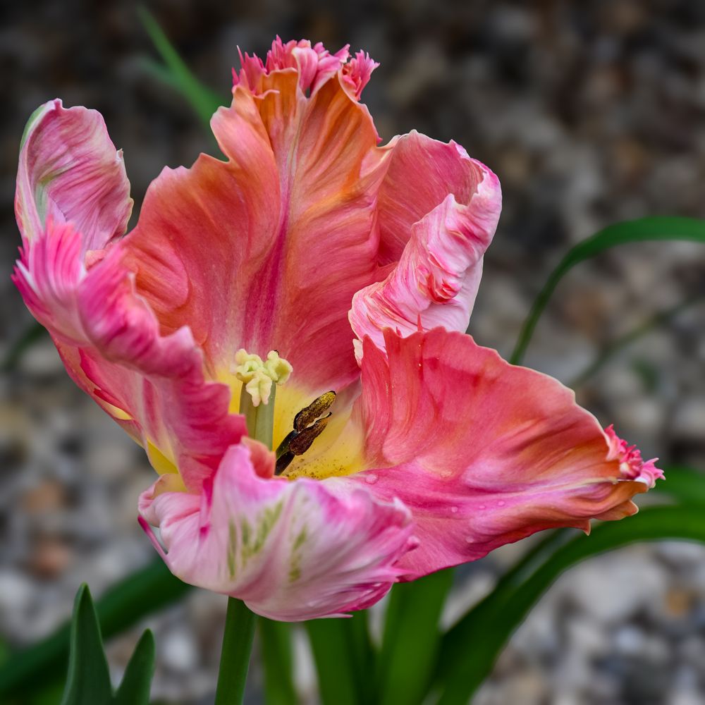 Bizarre Schönheit Foto & Bild | spezial, tulpen, frühling Bilder auf fotocommunity