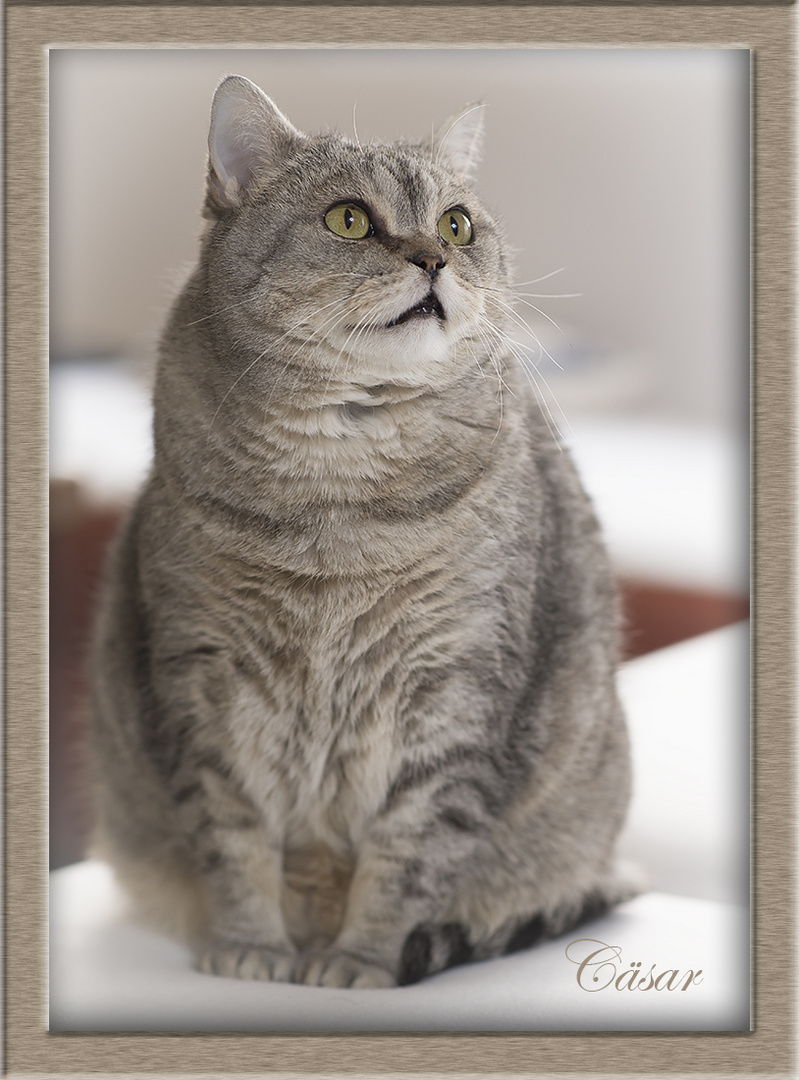 BKH-Kater "CÄSAR" Foto & Bild | tiere, haustiere, katzen Bilder auf fotocommunity