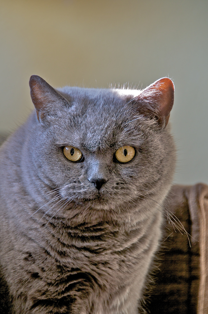 Bkh Katzen Bilder | mediafirepower