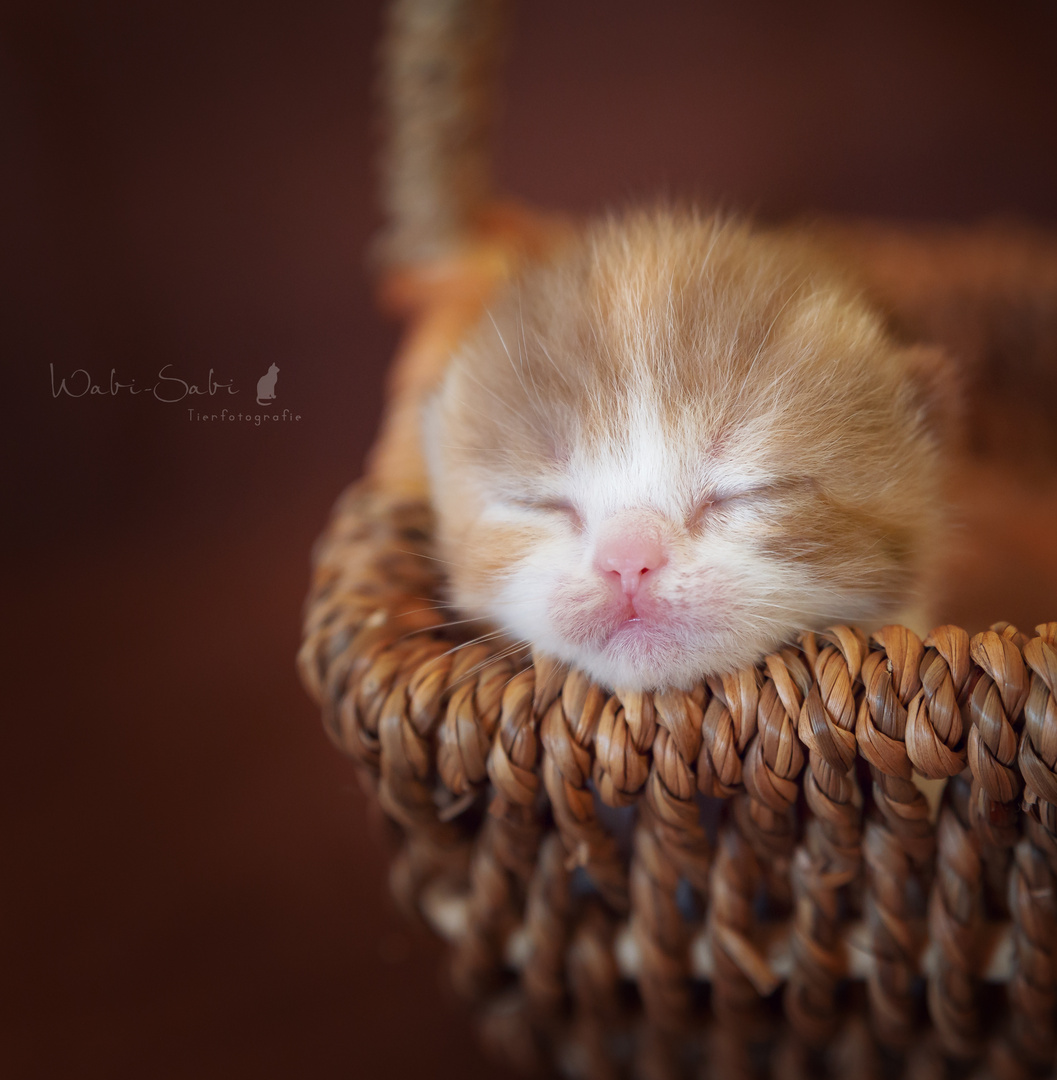 BKH Kitten in cinnamon tortie white Foto & Bild | katzen, katze, tiere ...