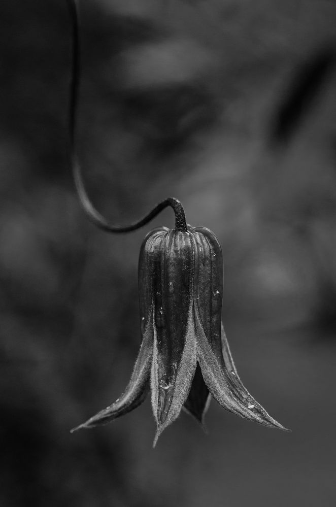 Black And White Foto And Bild Pflanzen Pilze And Flechten Blüten
