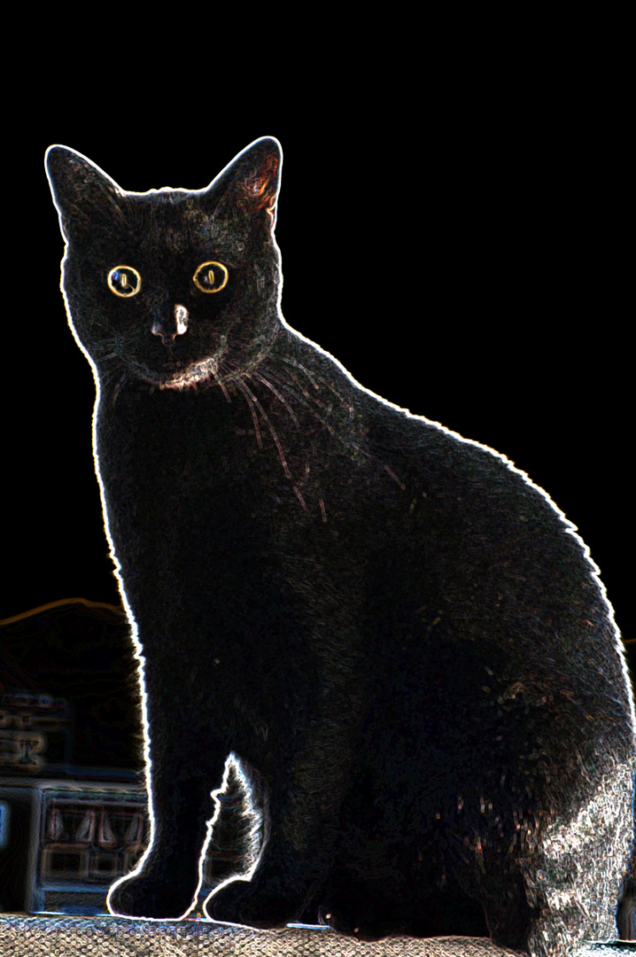 Black cat in the night. Foto % Immagini| animali, animali domestici e ...