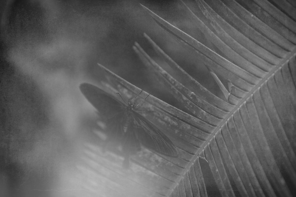 black Foto & Bild | monochrom, bearbeitungs - techniken, buntgemischt Bilder auf fotocommunity