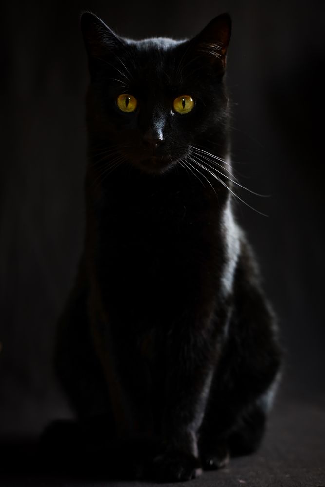 Black Eyes Foto & Bild | tiere, haustiere, katzen Bilder auf fotocommunity