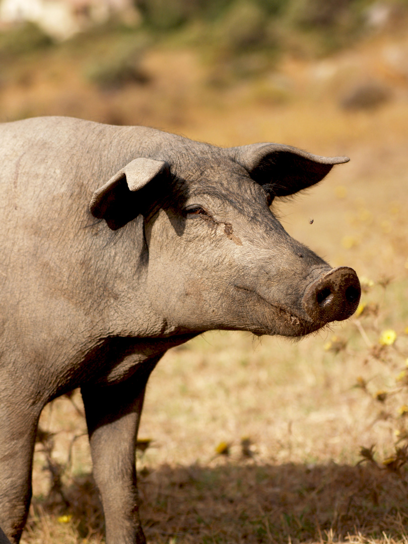 black pic Foto & Bild | europe, spain & gibraltar, tarifa Bilder auf ...