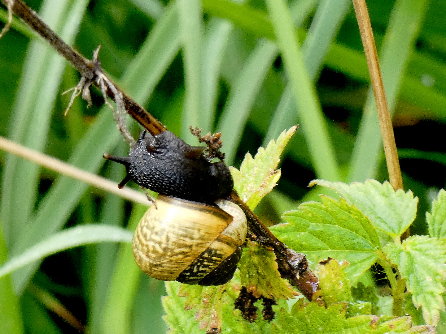 Black snail Foto & Bild | jahreszeiten, herbst, outdoor Bilder auf ...