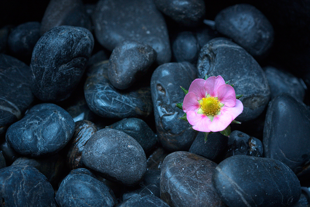 black spring Foto & Bild | natur-kreativ, aufnahmetechniken, natur fine ...