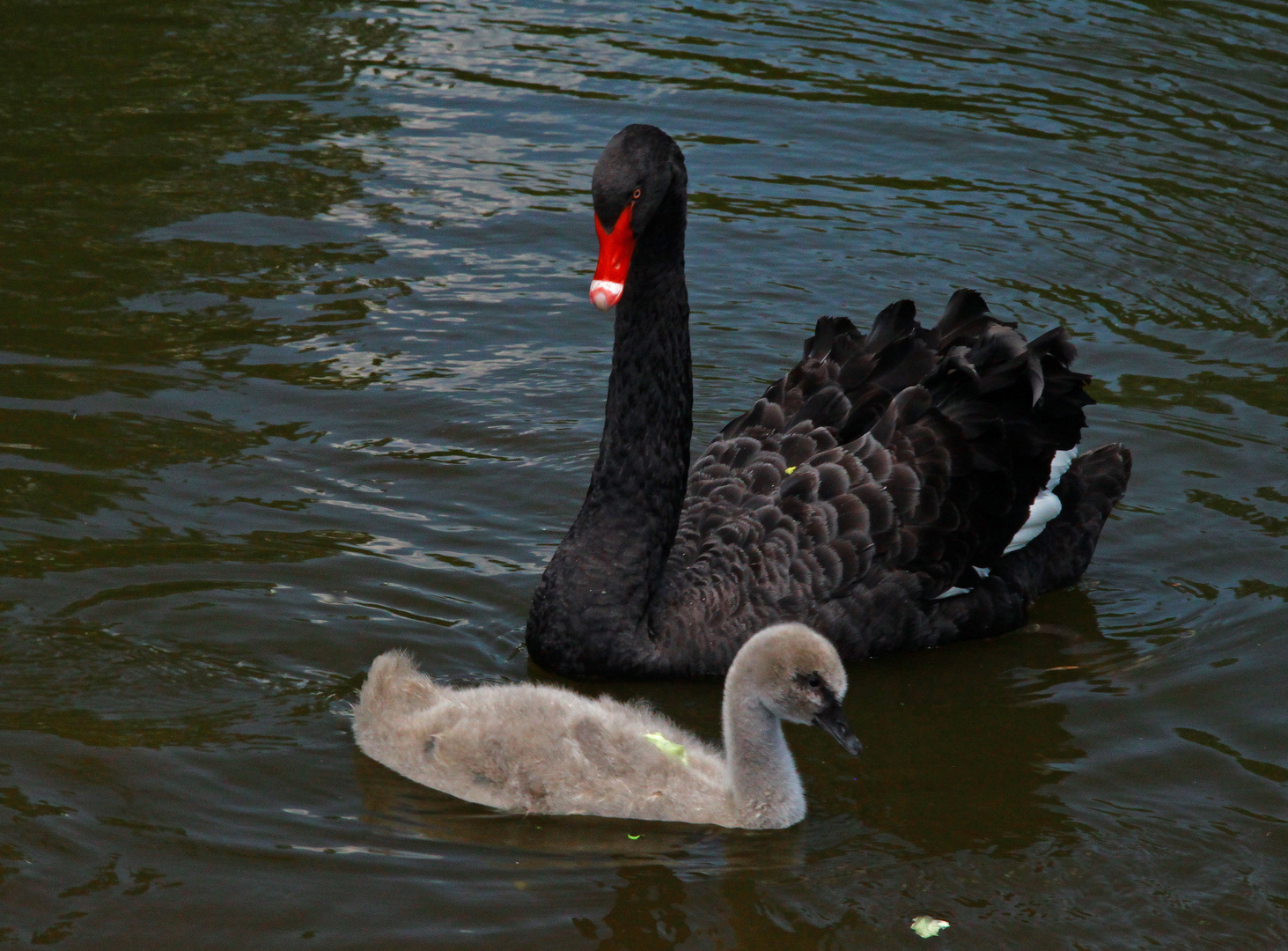 Black Swan´s Baby Foto & Bild | tiere, wildlife, wild lebende vögel ...