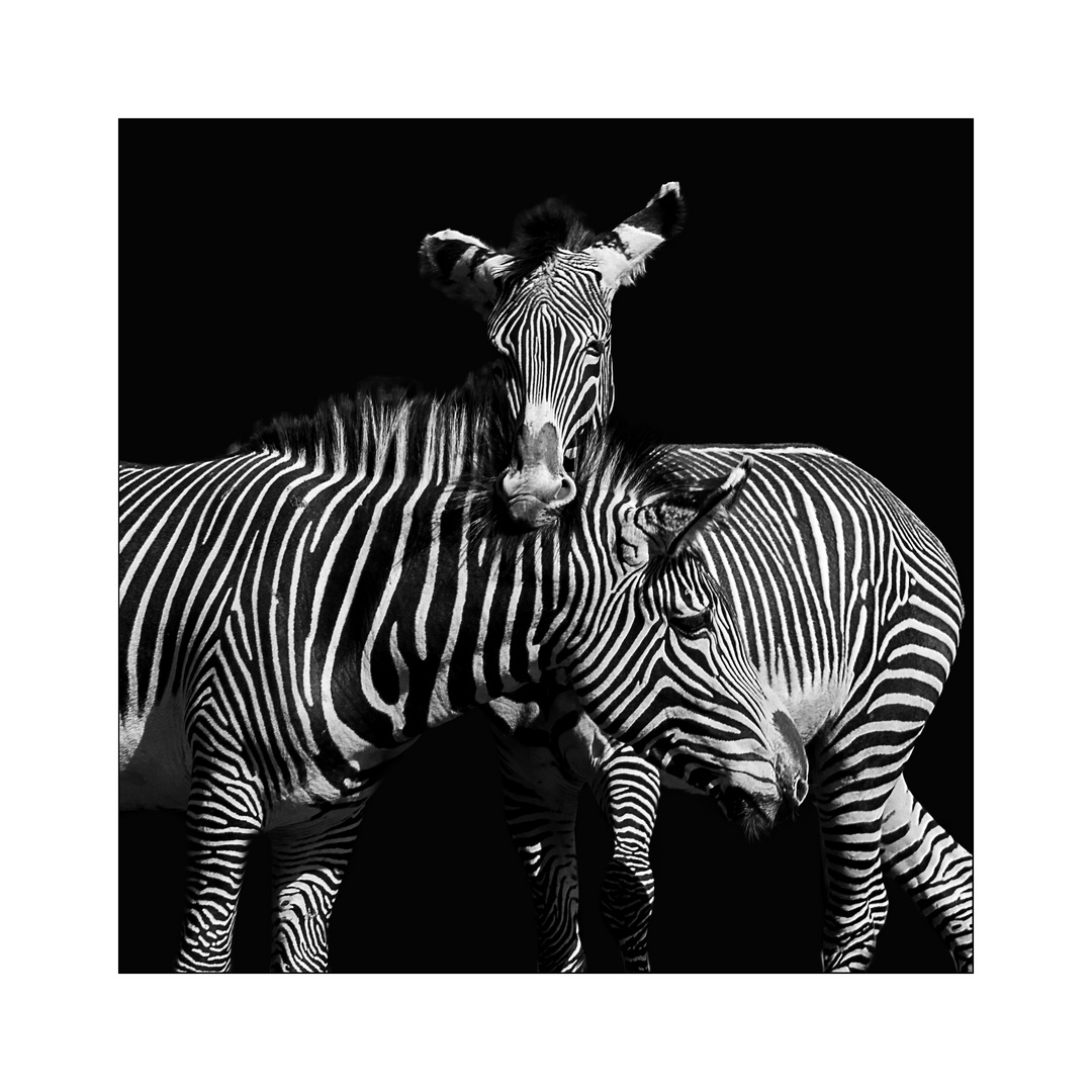 black & white Foto & Bild | monochrom, bearbeitungs - techniken, sw Bilder auf fotocommunity