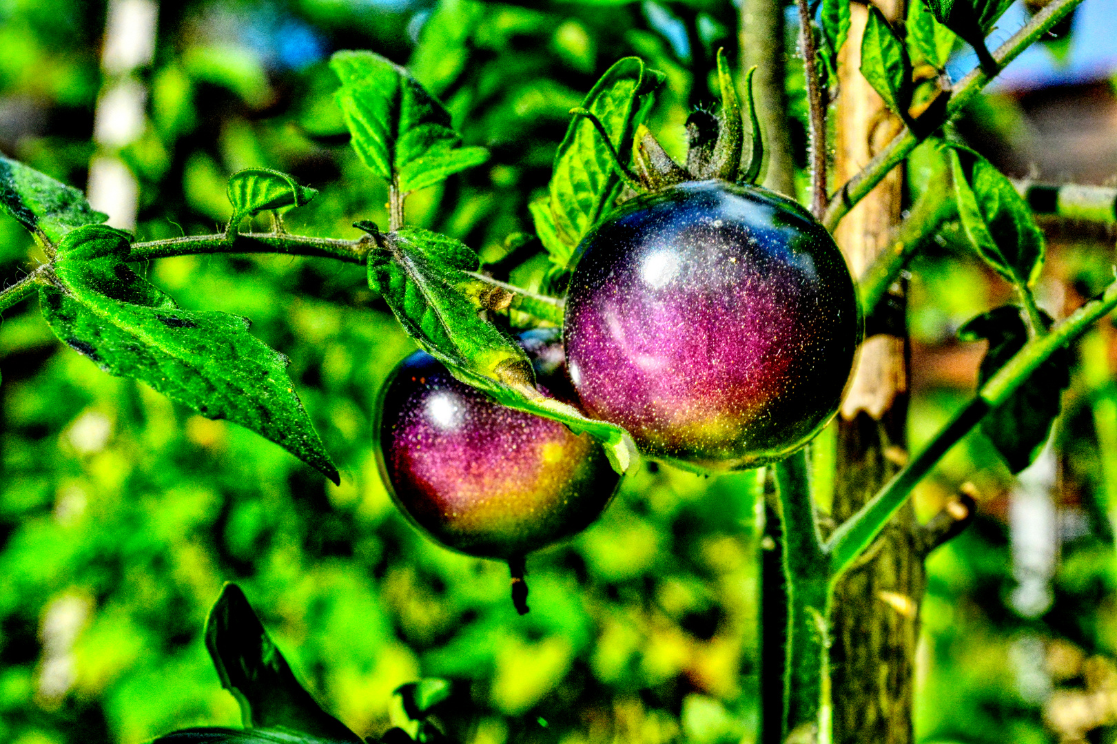 black_magic_tmato_lpx17 photo et image | jardins, tomate, plantes ...