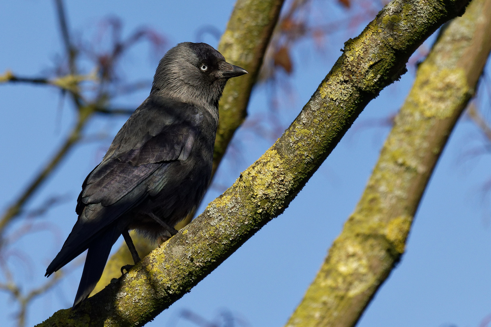 Blacky Foto & Bild | tiere, tierkinder, natur Bilder auf fotocommunity