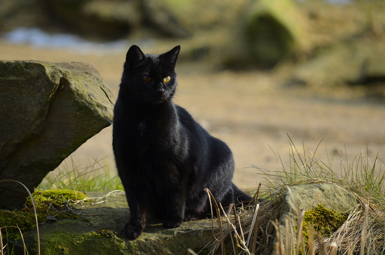 Blacky Foto & Bild | tiere, haustiere, katzen Bilder auf fotocommunity