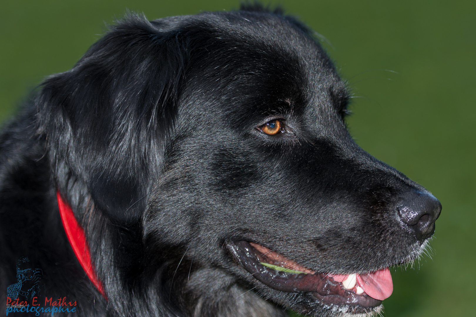 Blacky Foto & Bild | tiere, hund, haustiere Bilder auf fotocommunity