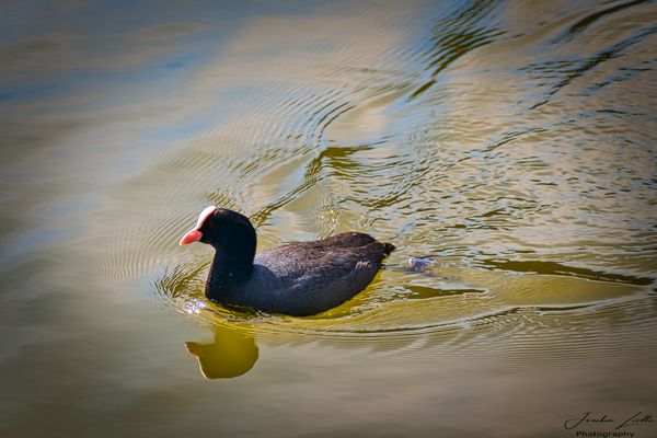 Alkenvögel Bilder & Fotos