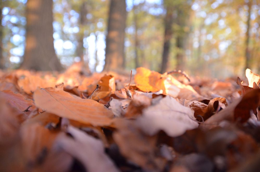 Blätter, Blätter, Blätter Foto & Bild | jahreszeiten, herbst, natur ...