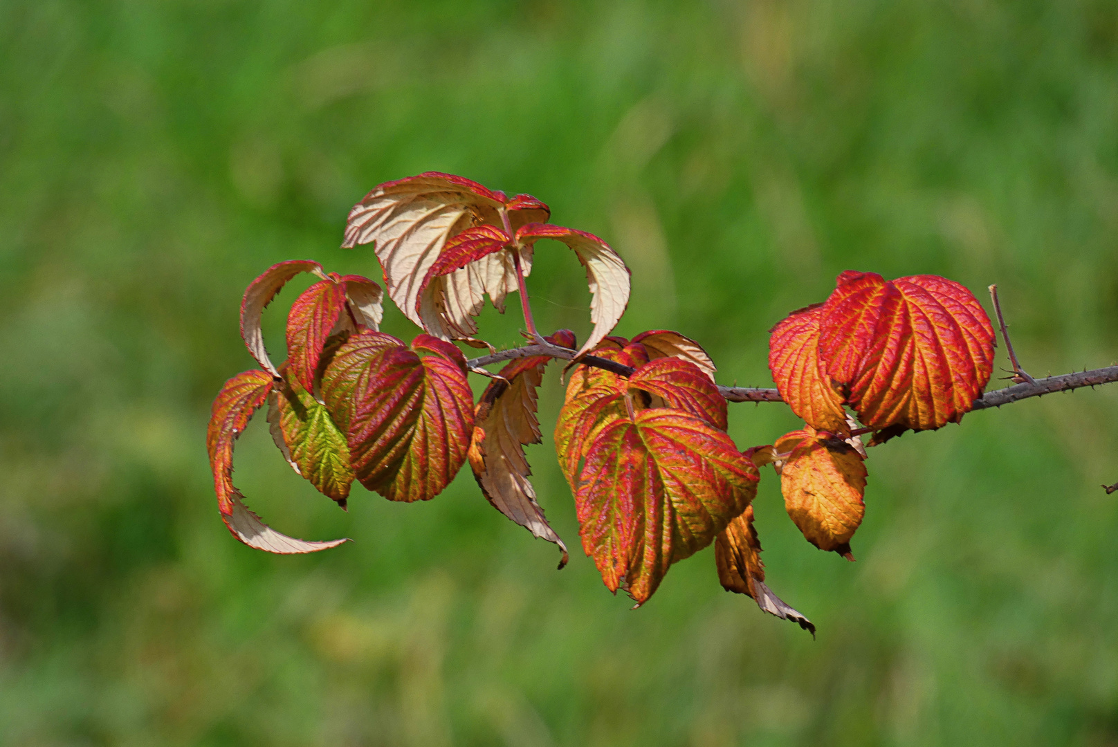 Blätter im Herbst Foto & Bild | natur, pflanzen, blätter herbst Bilder ...