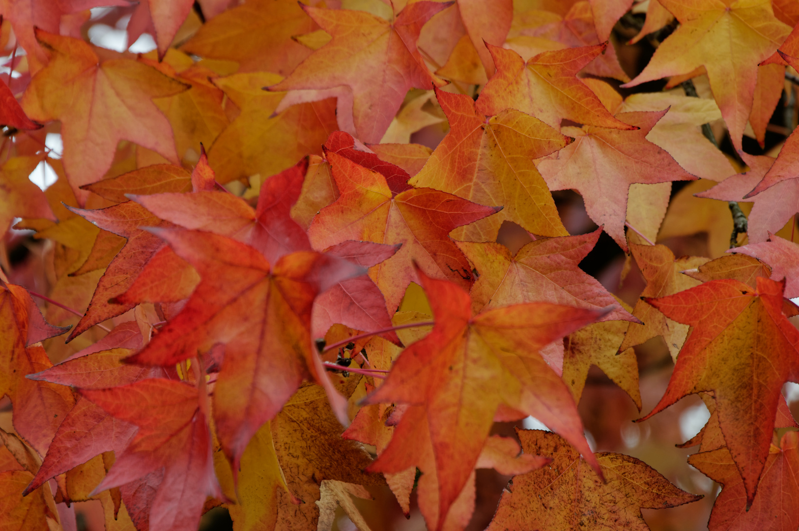 Blätter im Herbst Foto & Bild | pflanzen, pilze & flechten, bäume ...