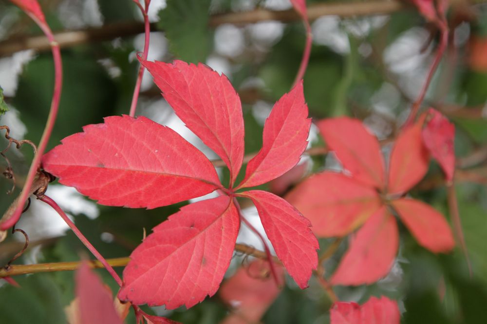 Blätter im Herbst Foto & Bild | natur, herbst, jahreszeiten Bilder auf ...