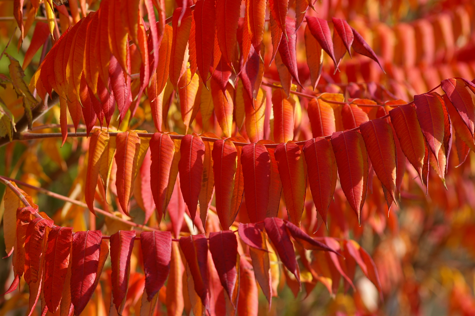 Blätter im Herbst Foto & Bild | jahreszeiten, natur Bilder auf ...