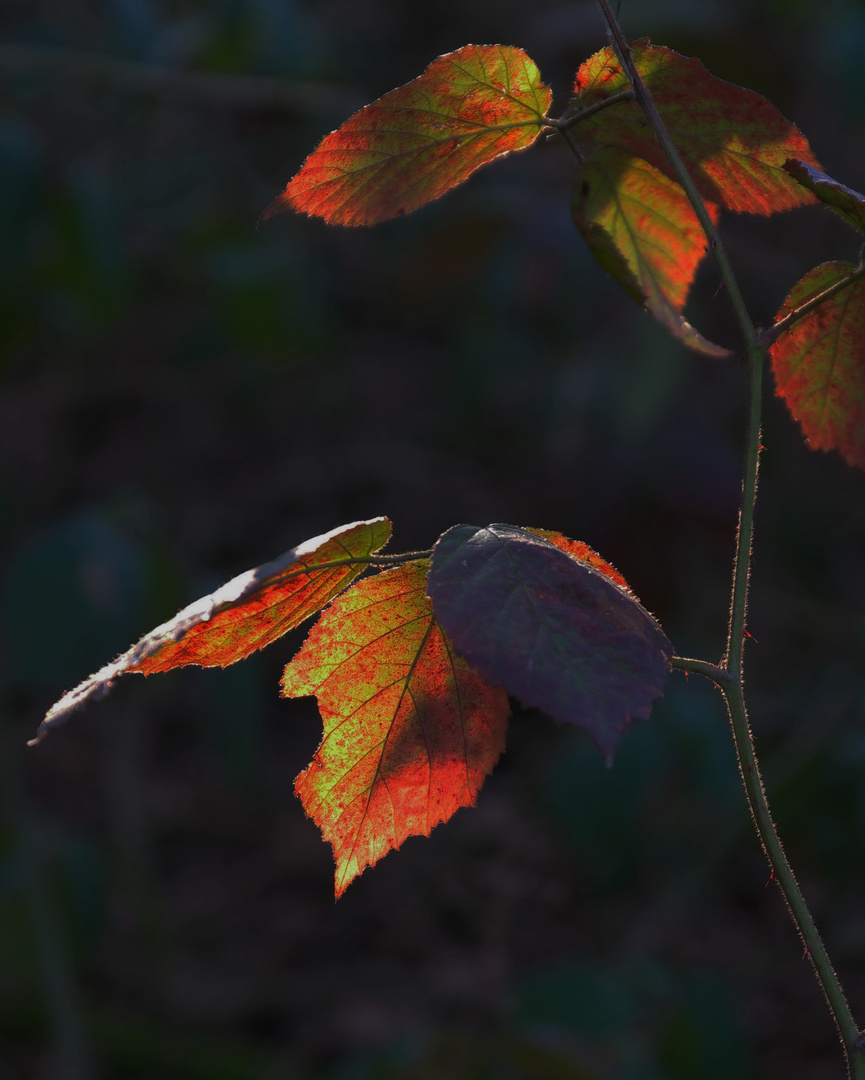 Blätter im Herbst Foto & Bild | landschaft, jahreszeiten, herbst Bilder ...