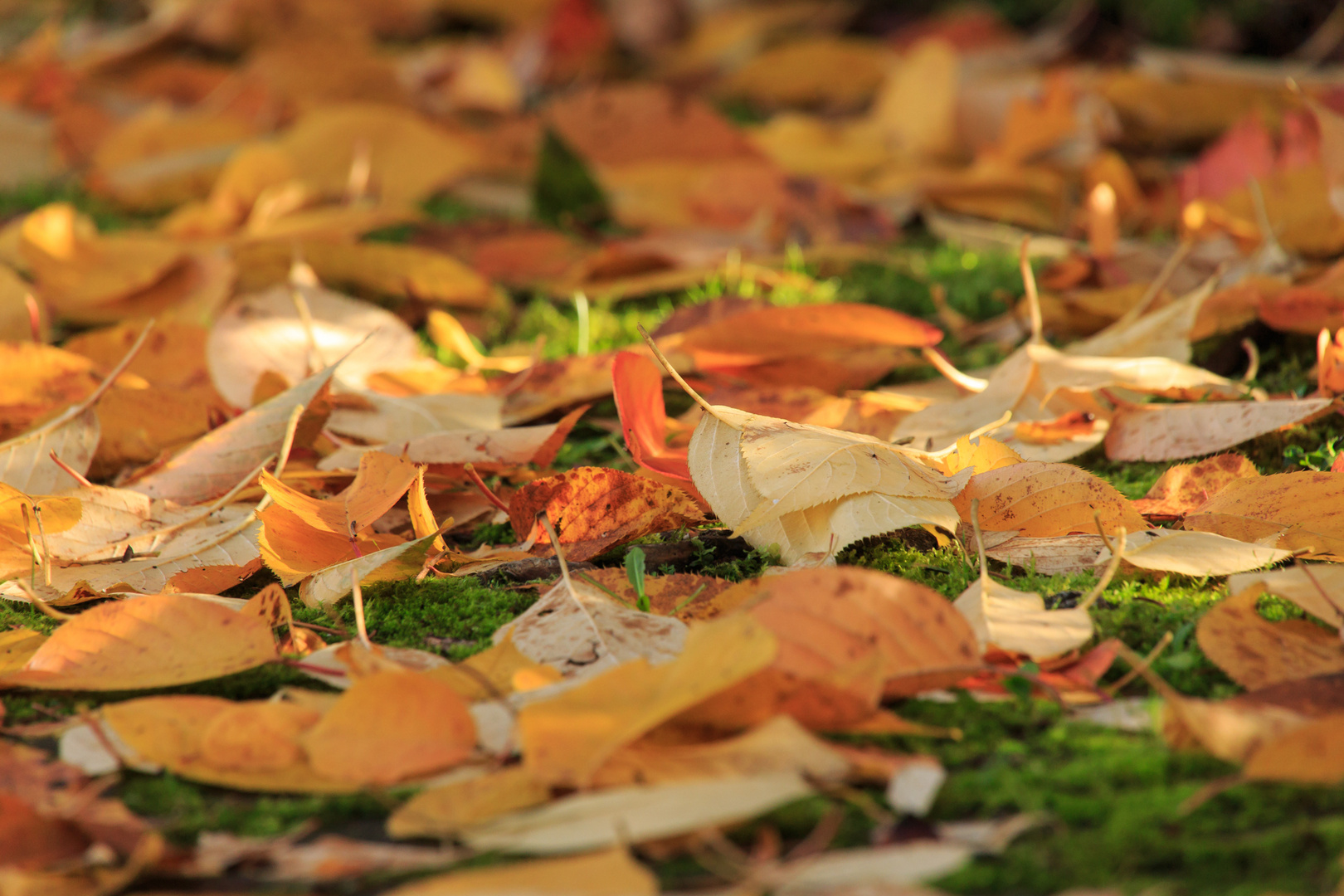 Blätter im Herbst Foto & Bild | jahreszeiten, herbst, natur Bilder auf ...