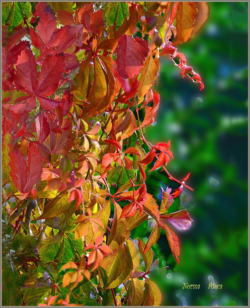 Blätter vom Herbst Foto & Bild | stillleben , natur, herbst Bilder auf ...